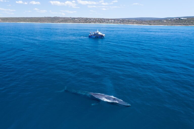How Many Blue Whales Are Left? A Deep Dive Into Their Numbers, Threats ...